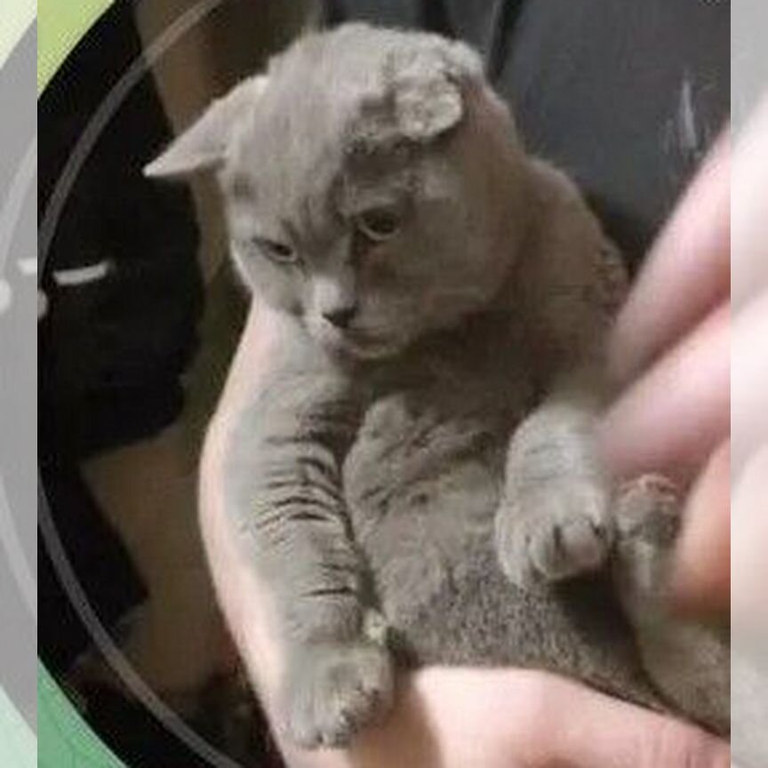 Британская короткошёрстная кошка, взрослая