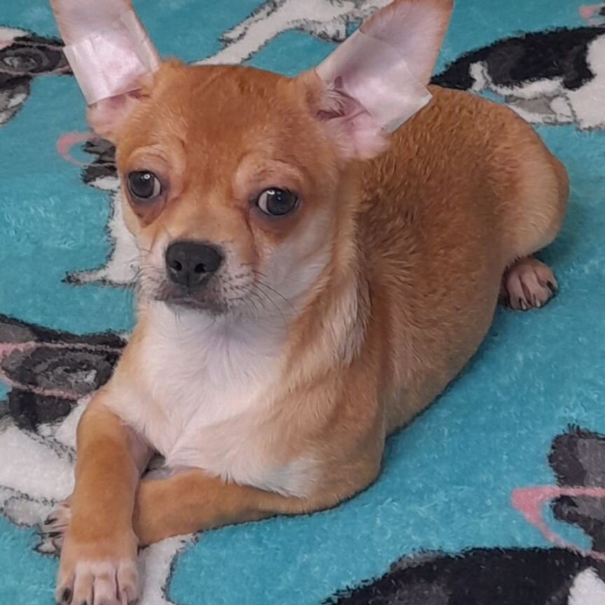 Чихуахуа, щенок