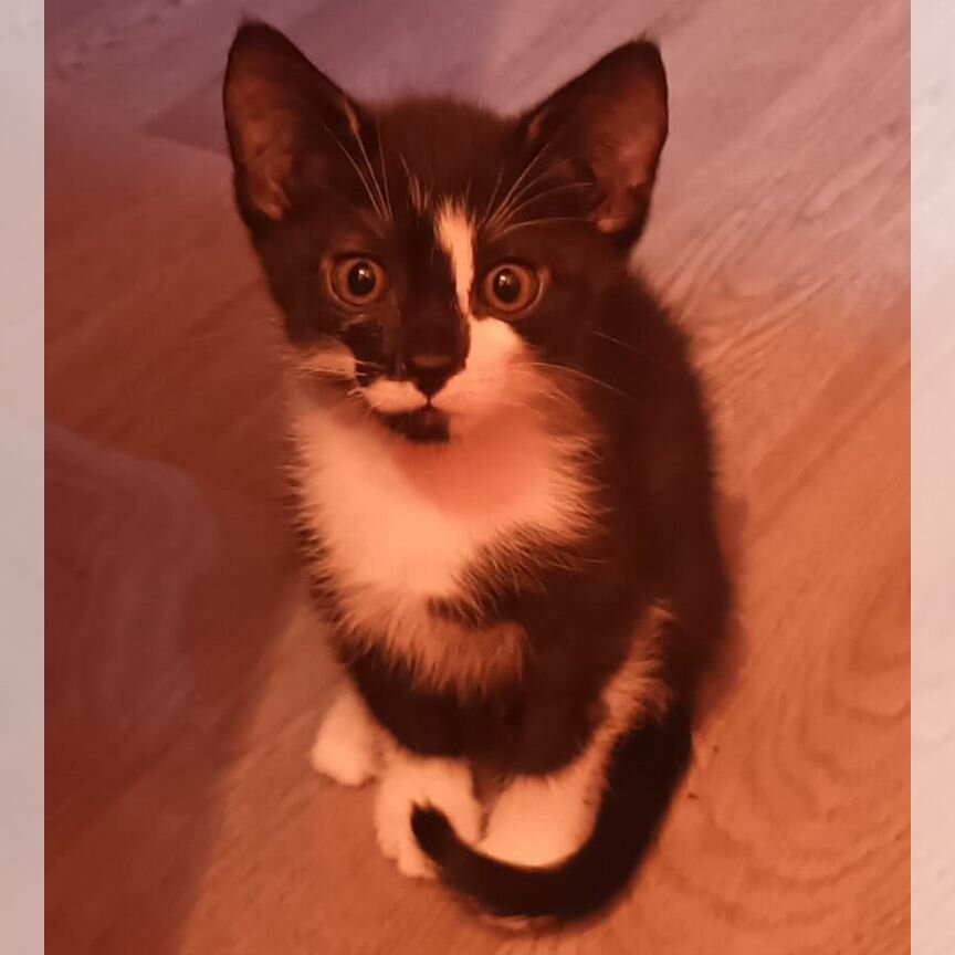 Котёнок Ретт ищет дом
