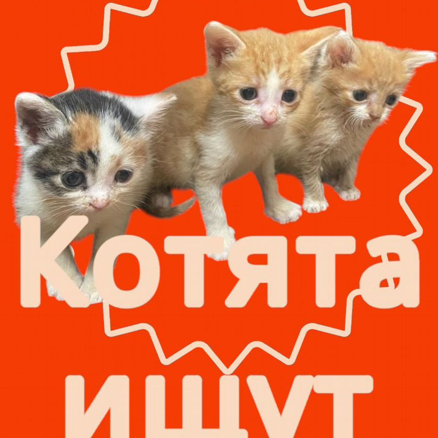 Котята в добрые руки