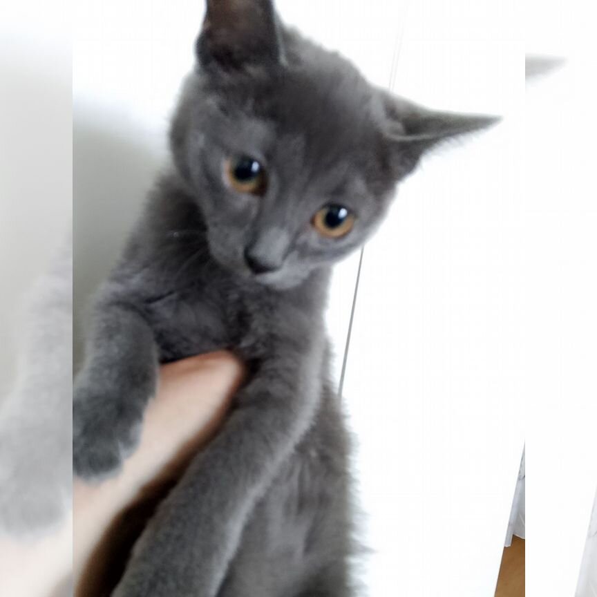 Британский короткошёрстный котёнок