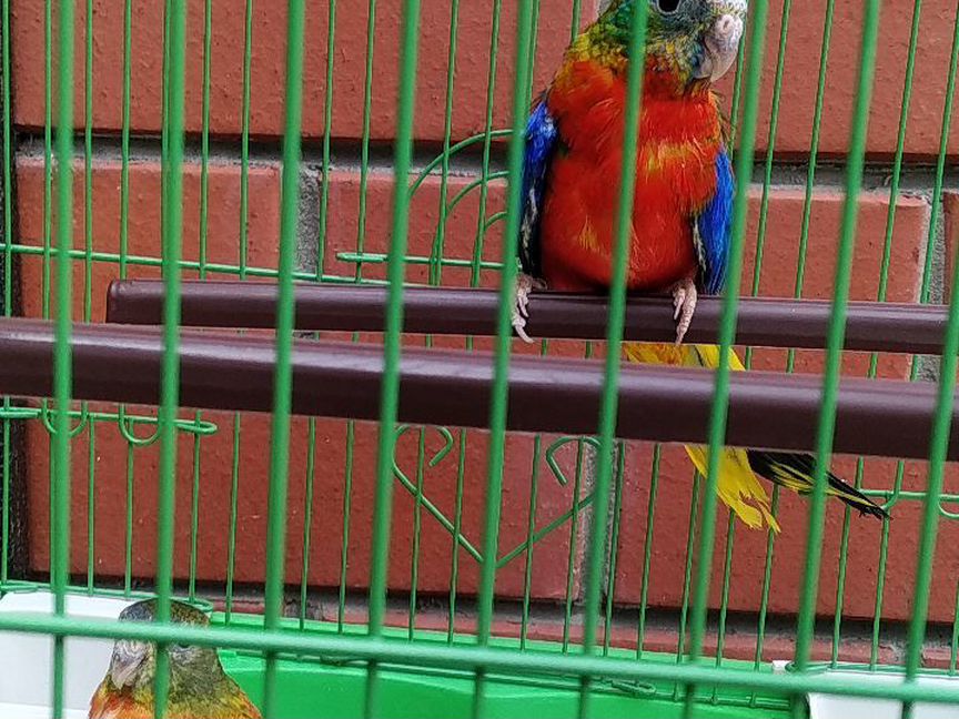 Попугай Боурка