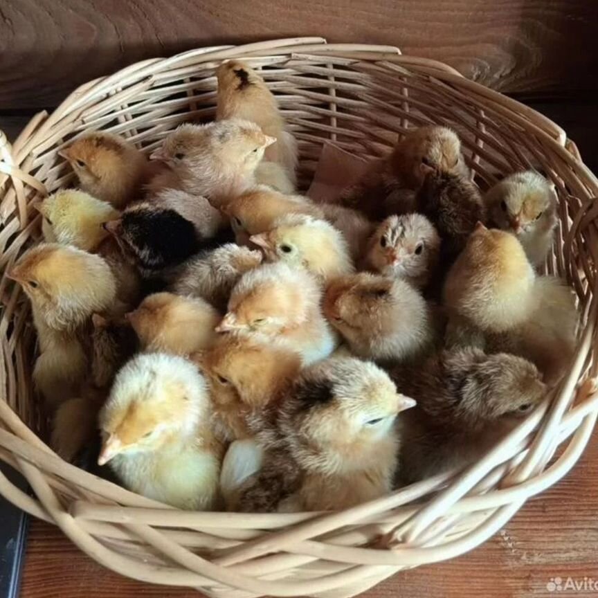 Брама палевая и куропатчатая, цыплята