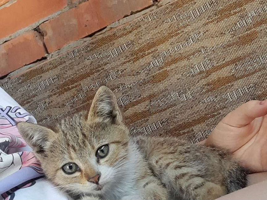 Кошка. ищется ответственный хозяин