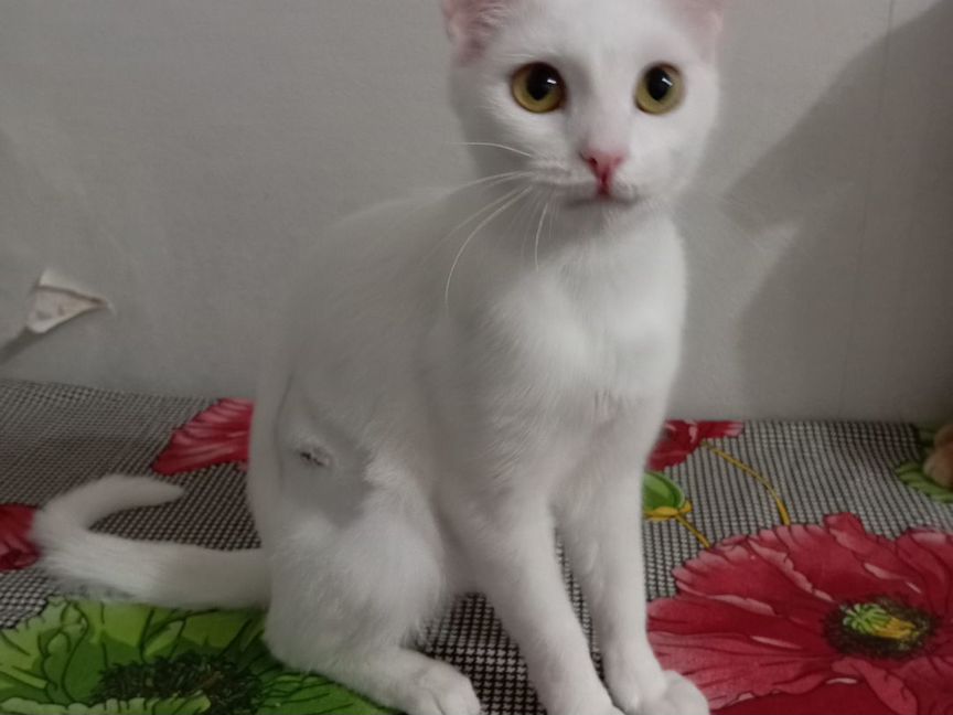 Беляночка 7 месяцев