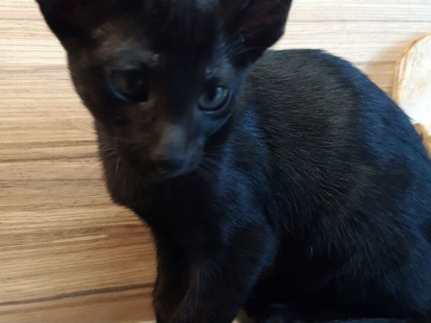 Чёрные ориентальные котята