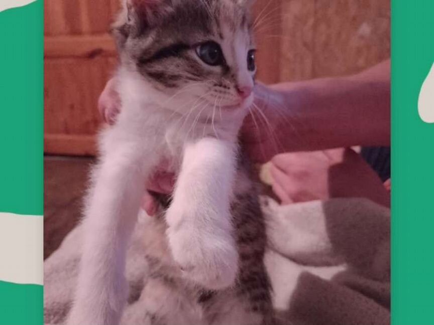 Котята