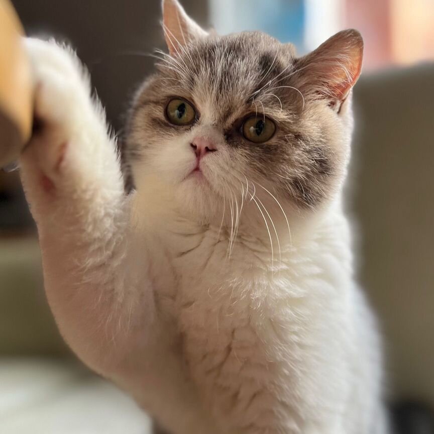 Плюшевый котик