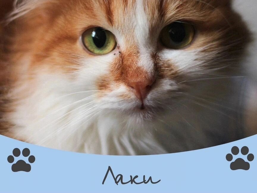 Кот Лаки