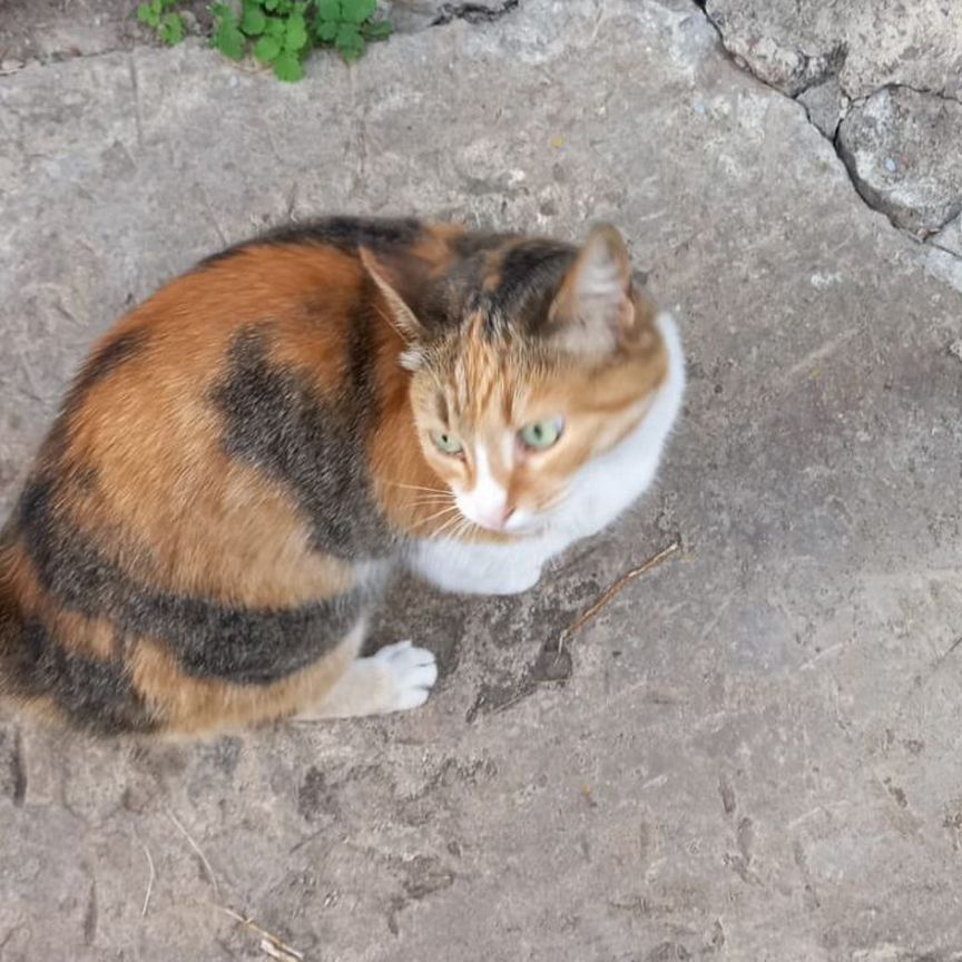 Взрослая кошка в добрые руки