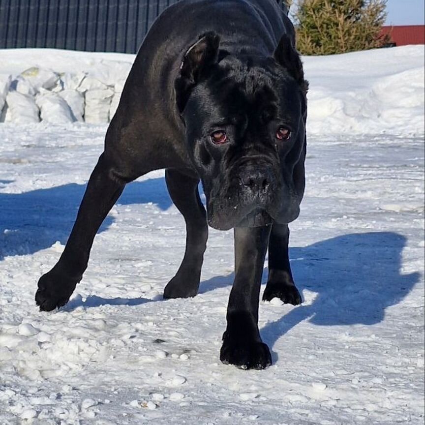 Кане корсо вязка