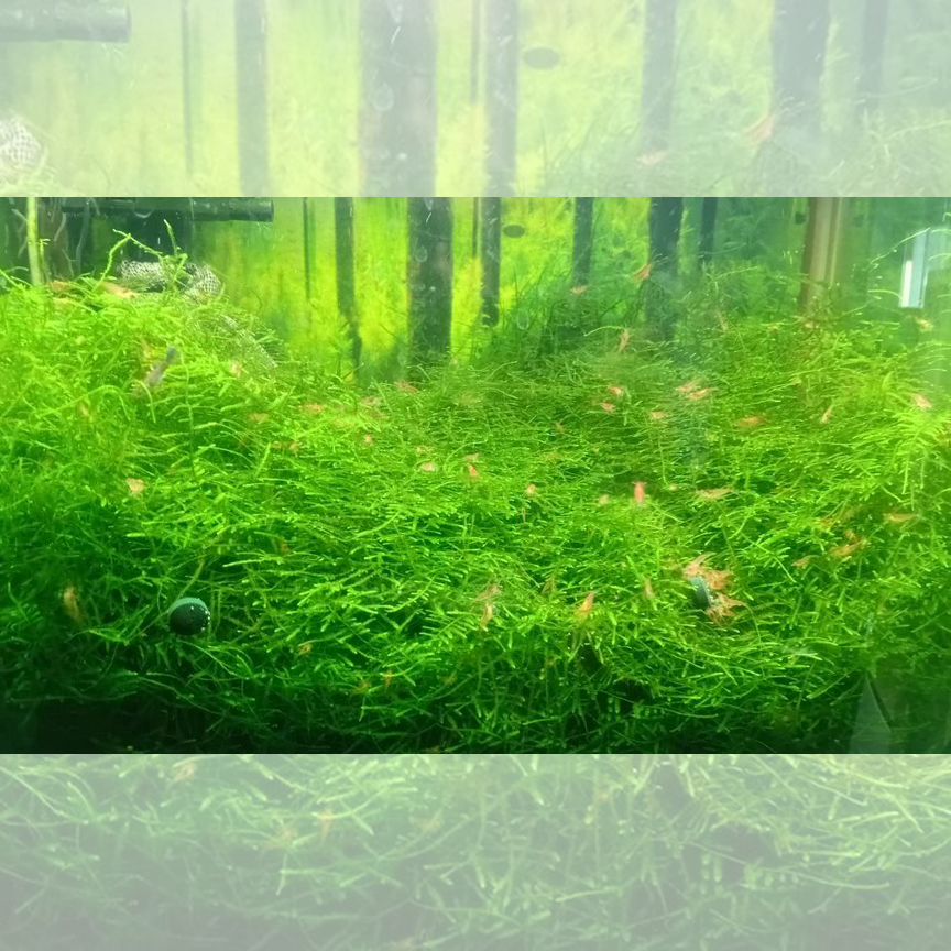 Креветки вишня