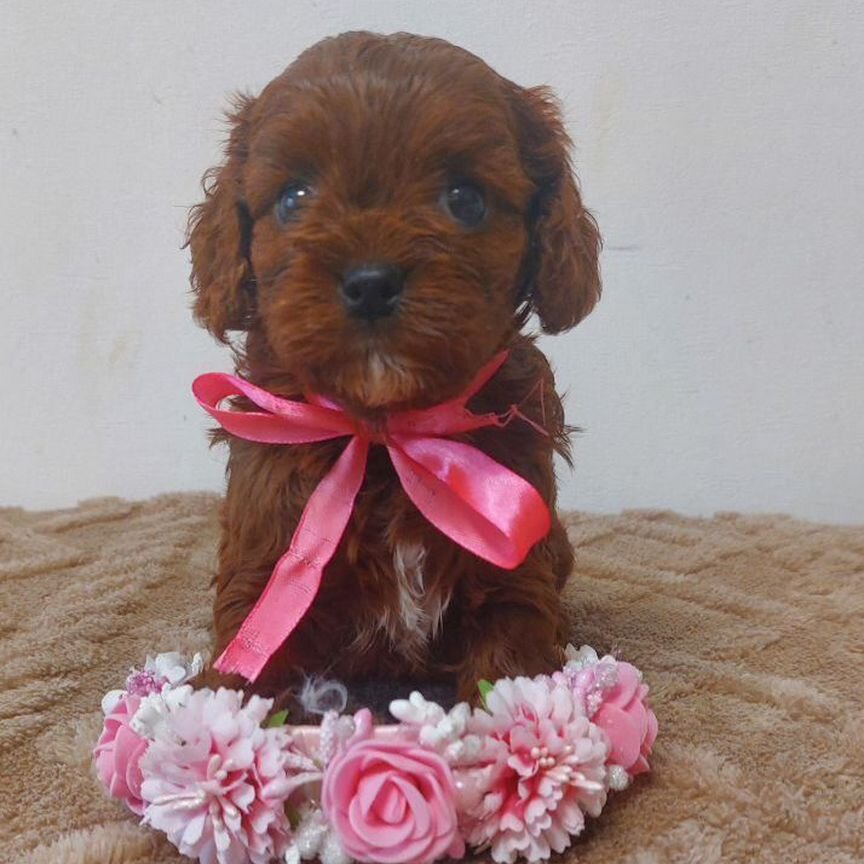 Кавапу, щенок