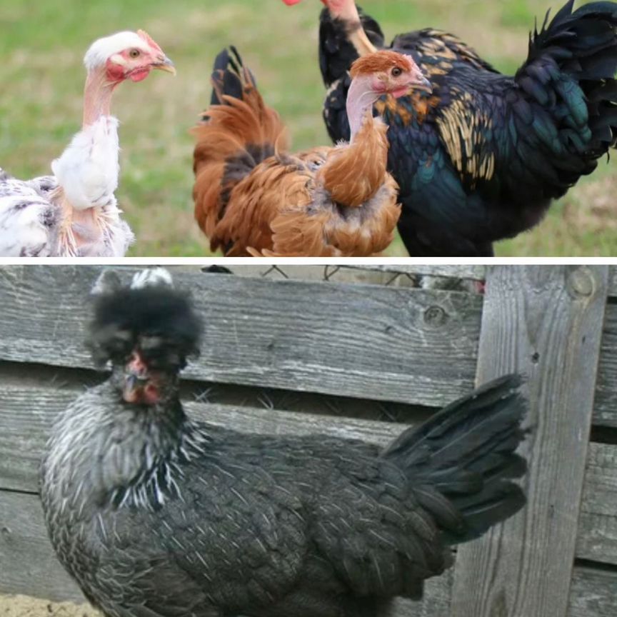 Цыплята суточные голошейка и Русская хохлатая