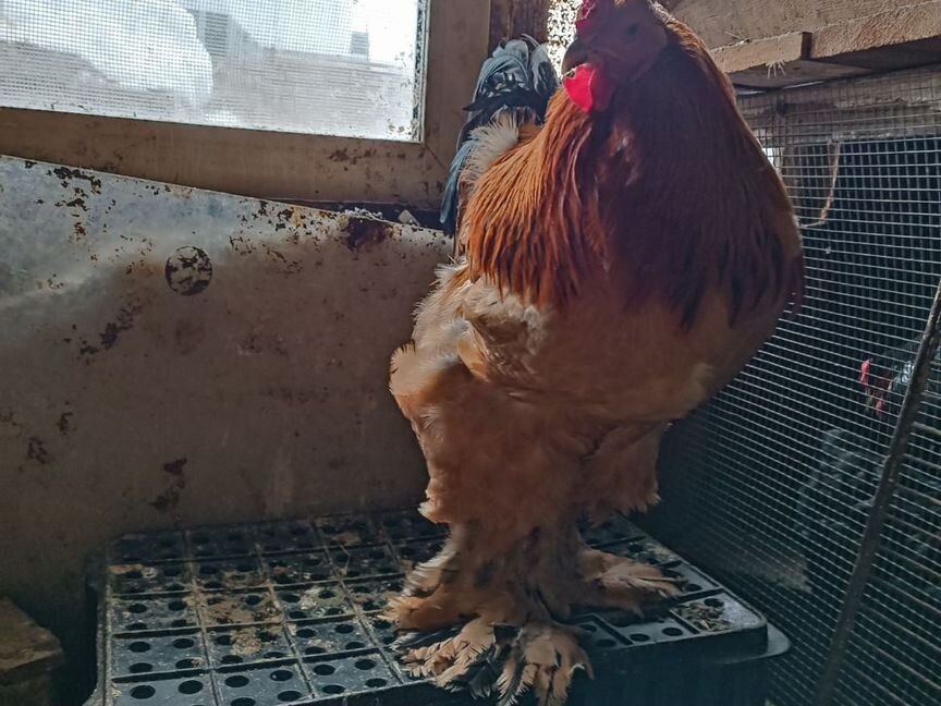 Брама палевая петухи и куры