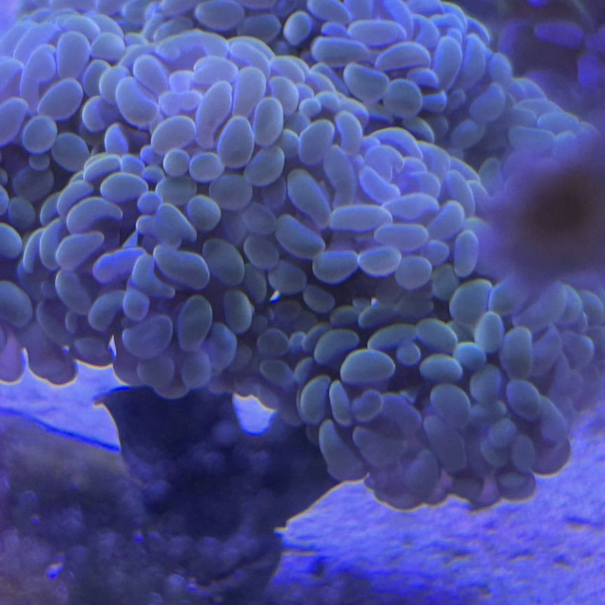 Эуфилия Белое золото и Родактис