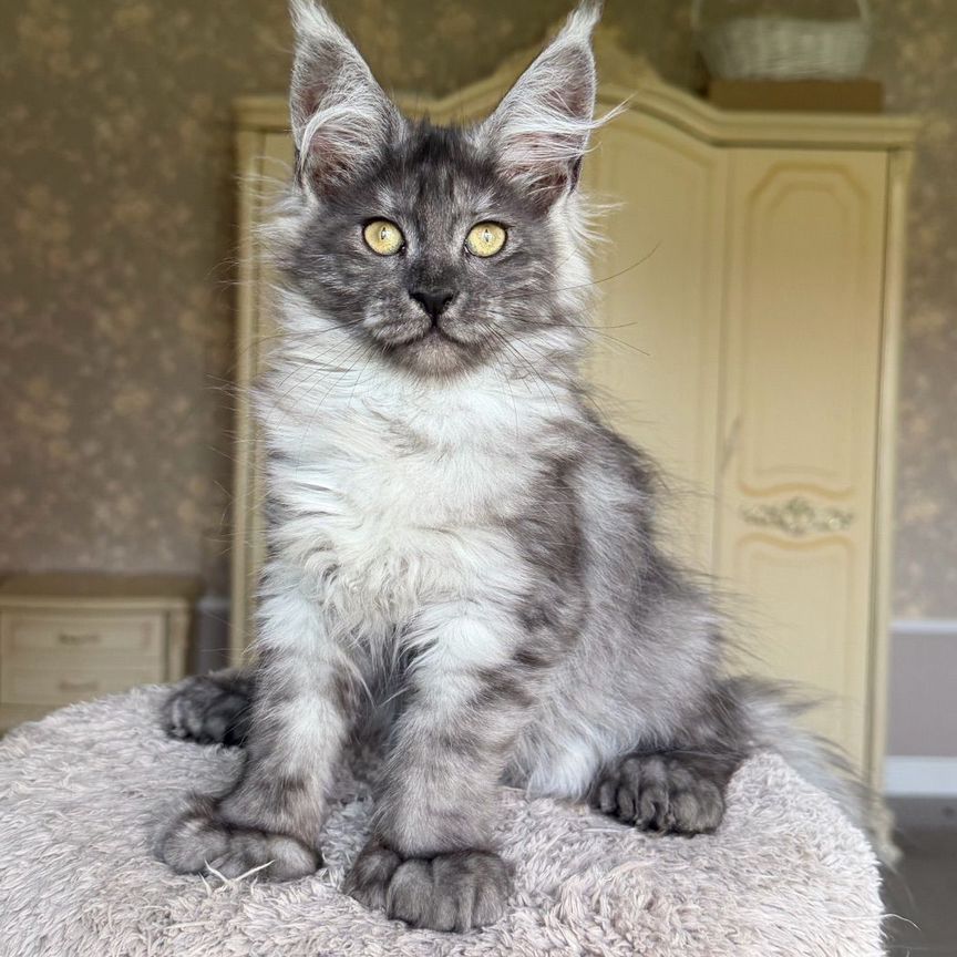 Мейн-кун котёнок