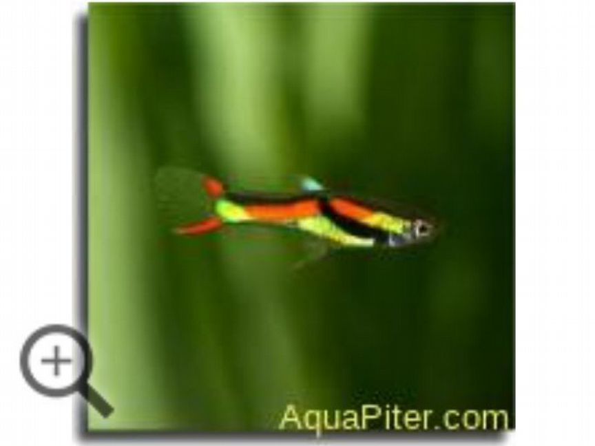 Гуппи вильчатый