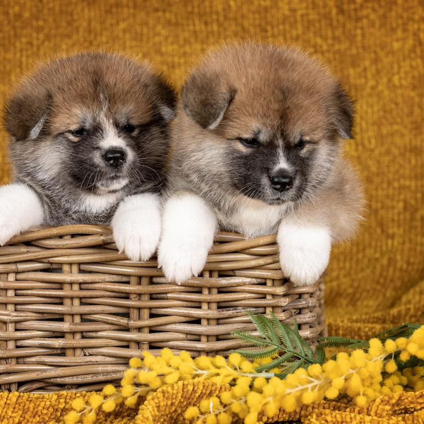 Щенки Акита Ину от чемпионов