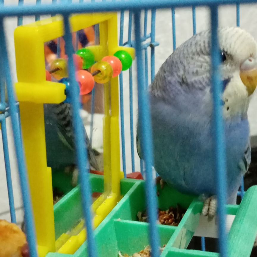 Птенцы волнистый попугай