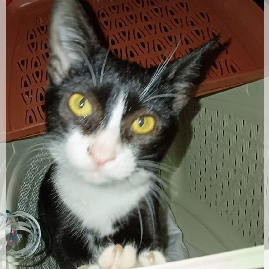 Кошечка кошка котёнок