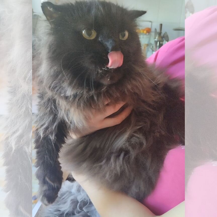 Кот, 7 лет