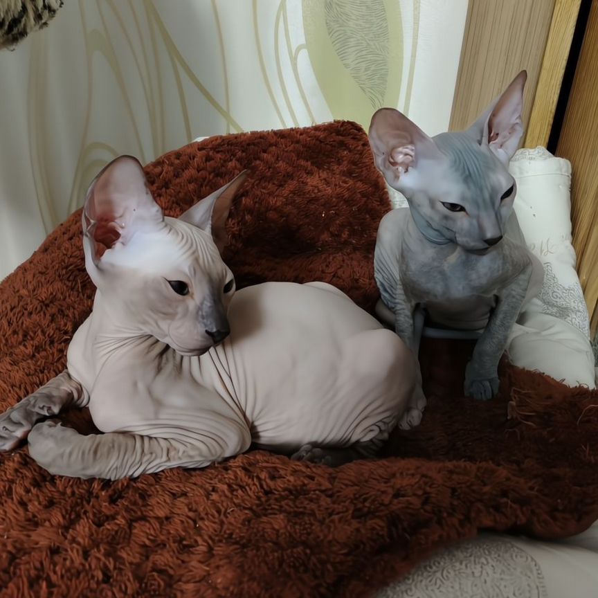 Донской сфинкс котёнок