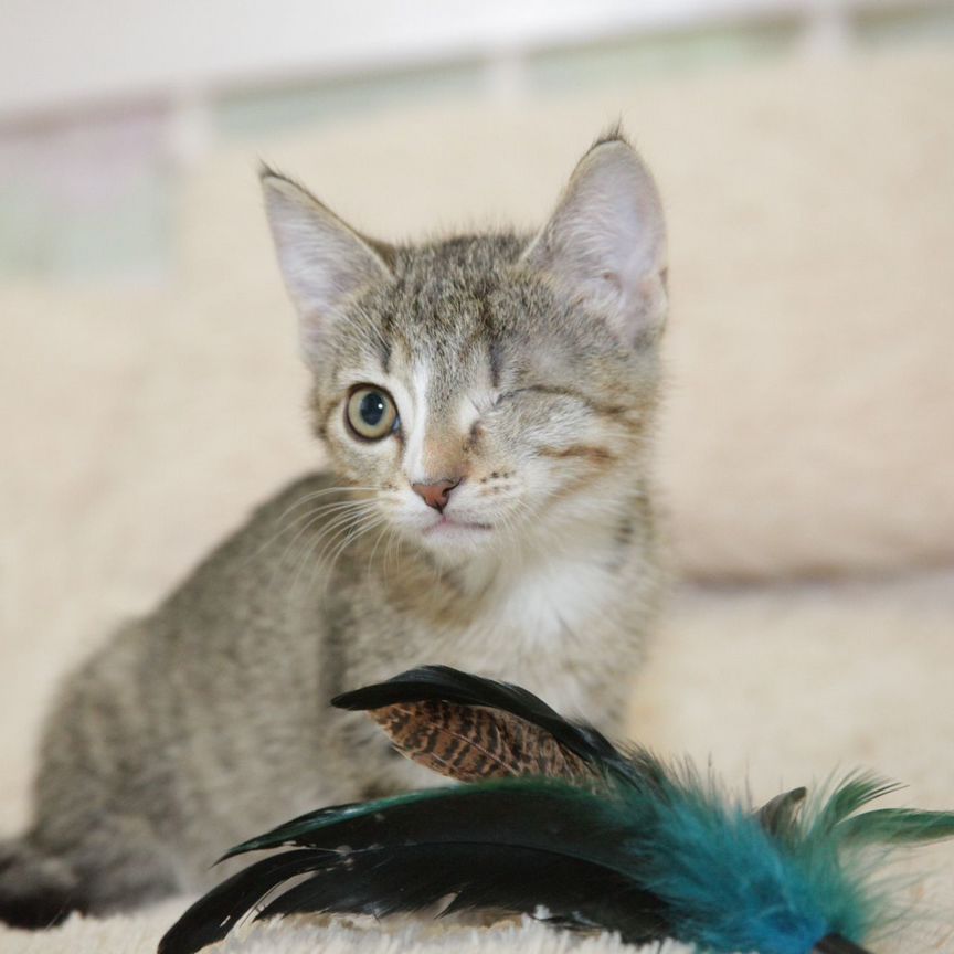 Ласковая Мусенька 3 месяца в добрые руки