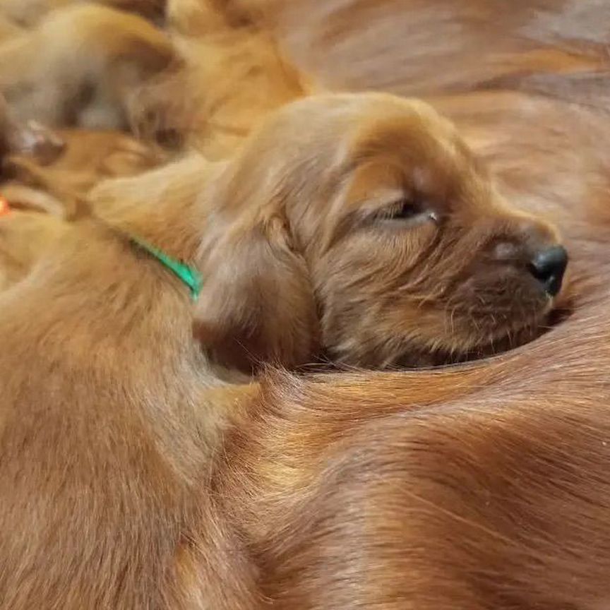 Ирландский сеттер, щенок