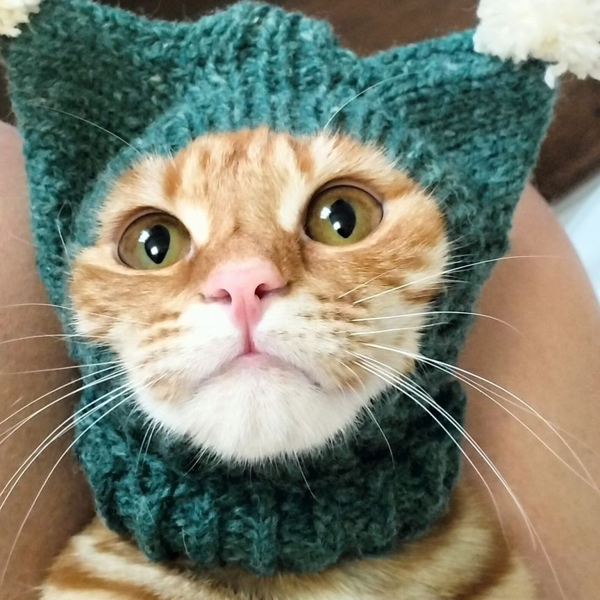 Шапочка для животных