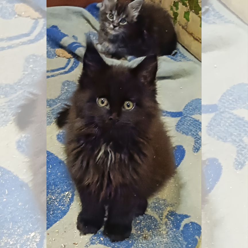 Мейн-кун котёнок