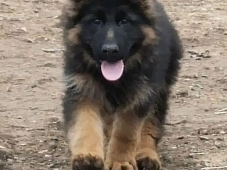 Супер щенки немецкой овчарки