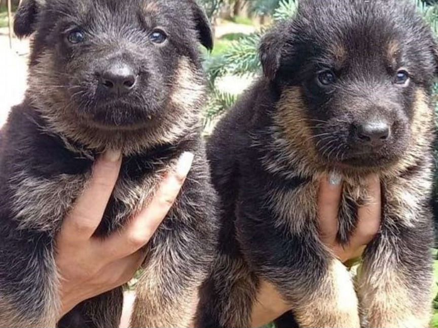 Немецкая овчарка, щенки - питомник, заводчик