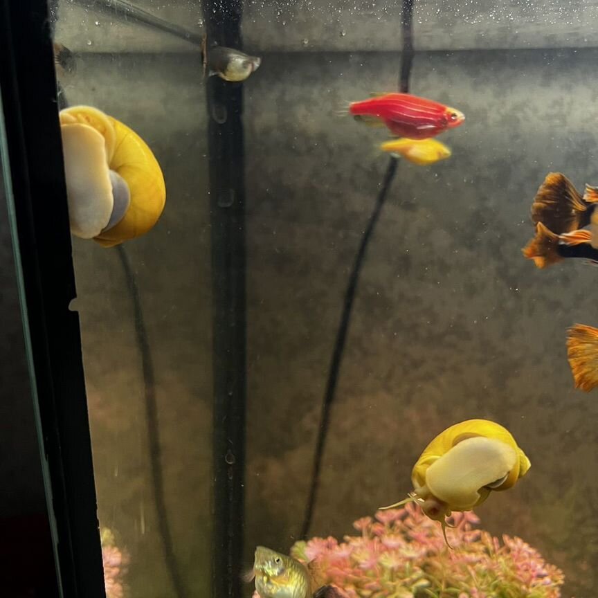 6 ампулярий даром