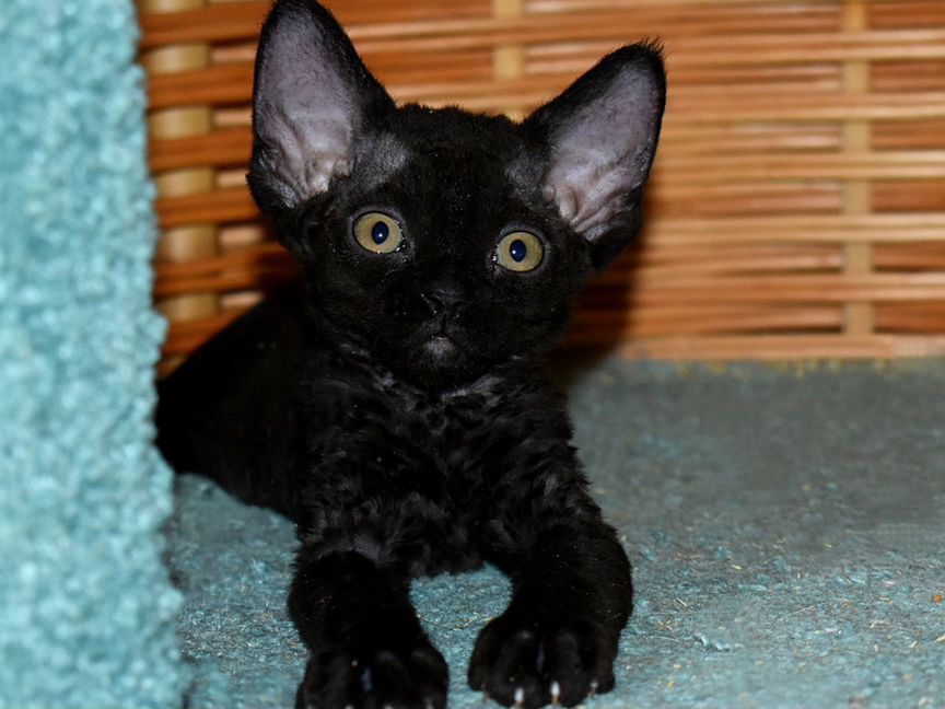 Девочка девон-рекс