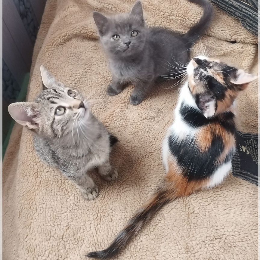 Котята в добрые руки