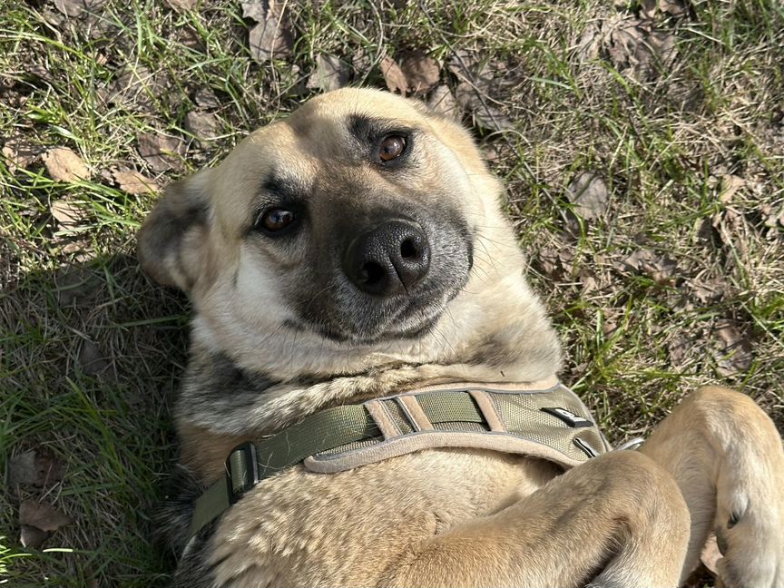 Большой добряк пропадает в приюте