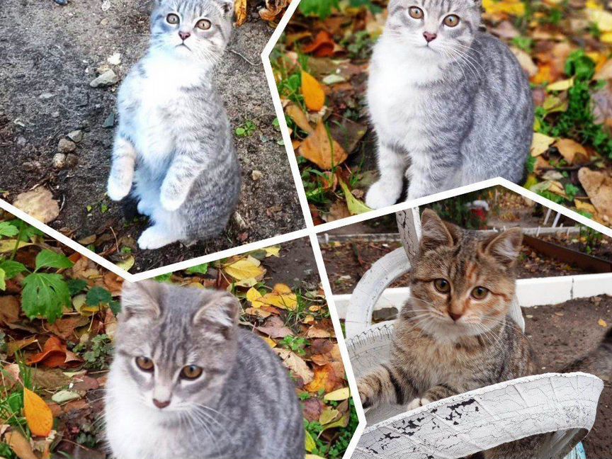 Кошка