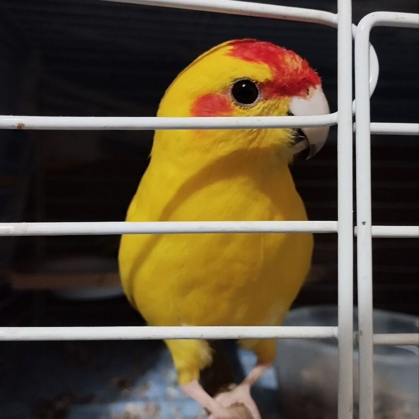 Попугай какарик