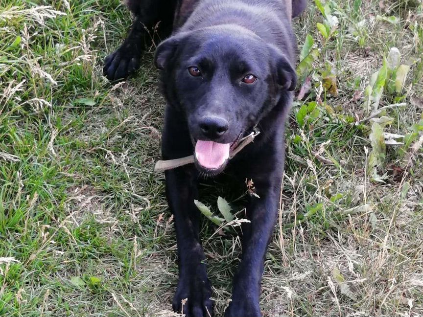 Охранница в добрые руки