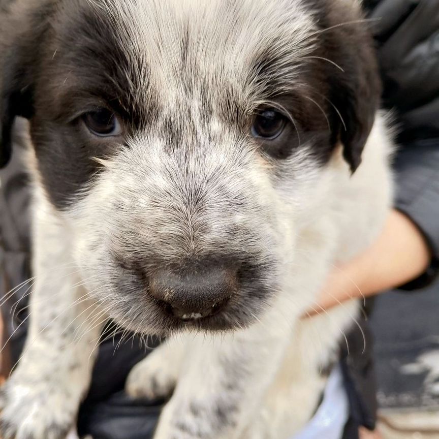 Отдам в добрые руки щенка