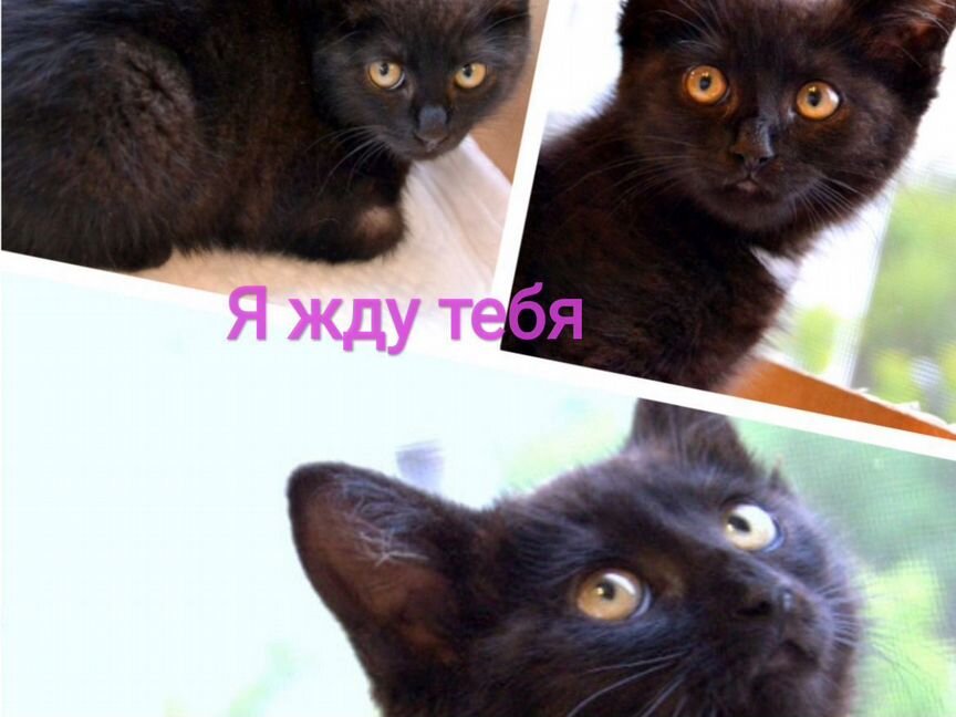 Котёнок Альфа