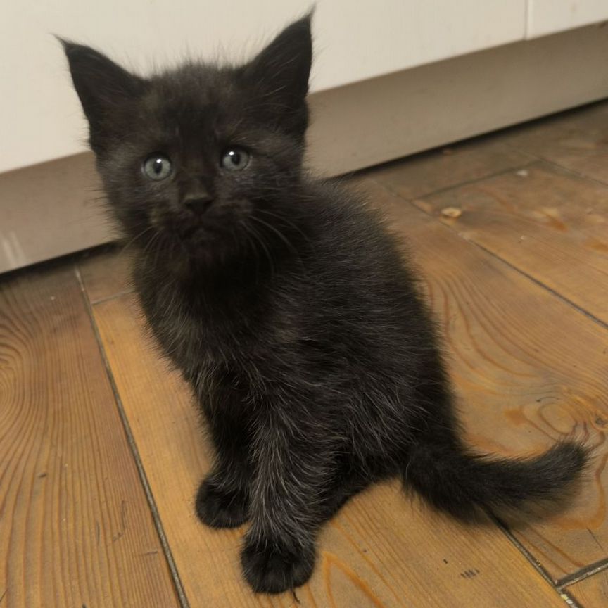 Мейн-кун котёнок