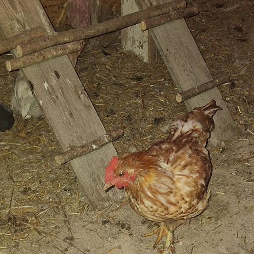 Продам молодых петухов