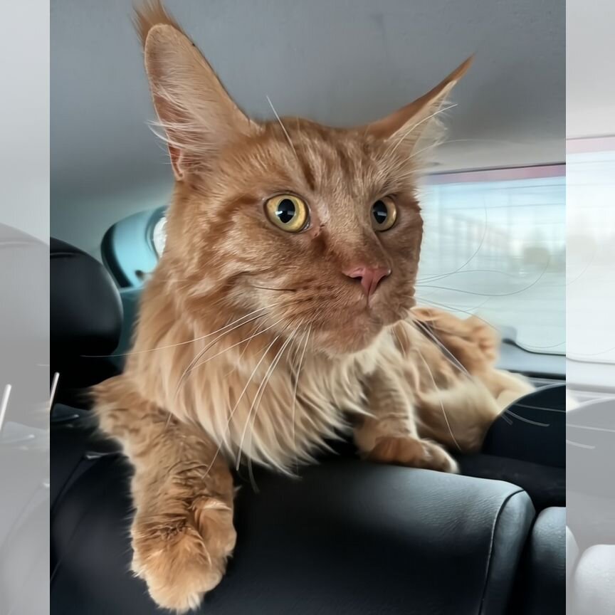 Мейн-кун, взрослый кот