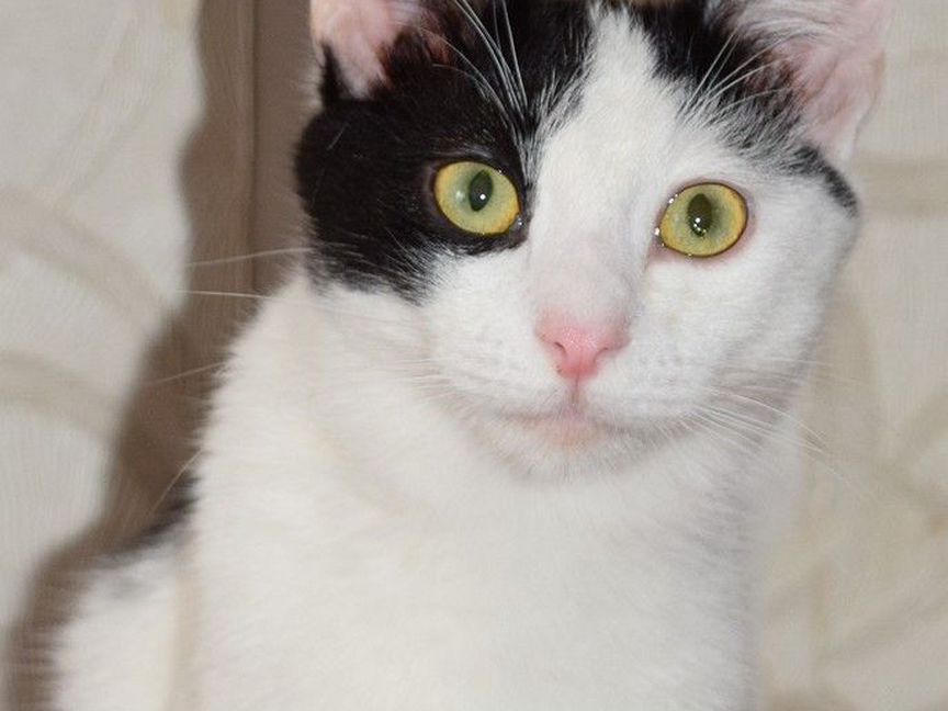 Котёнок мальчик добрый ручной хороший