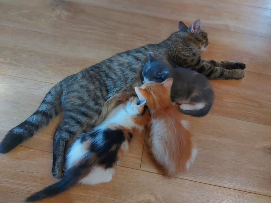 Отдаю котят мышеловки девчонки