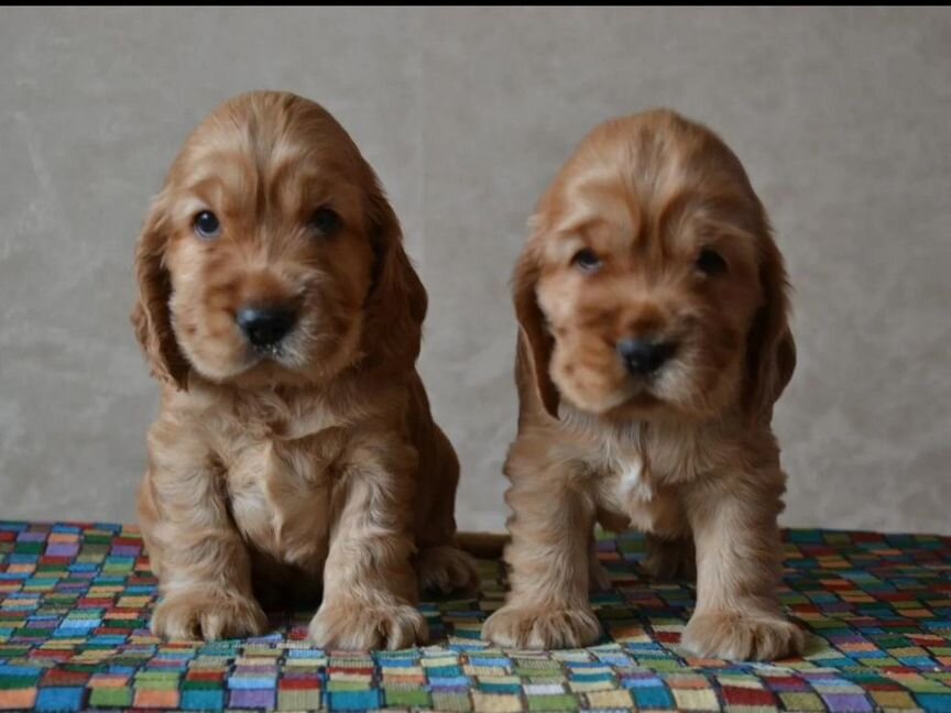 Щенки английского кокера