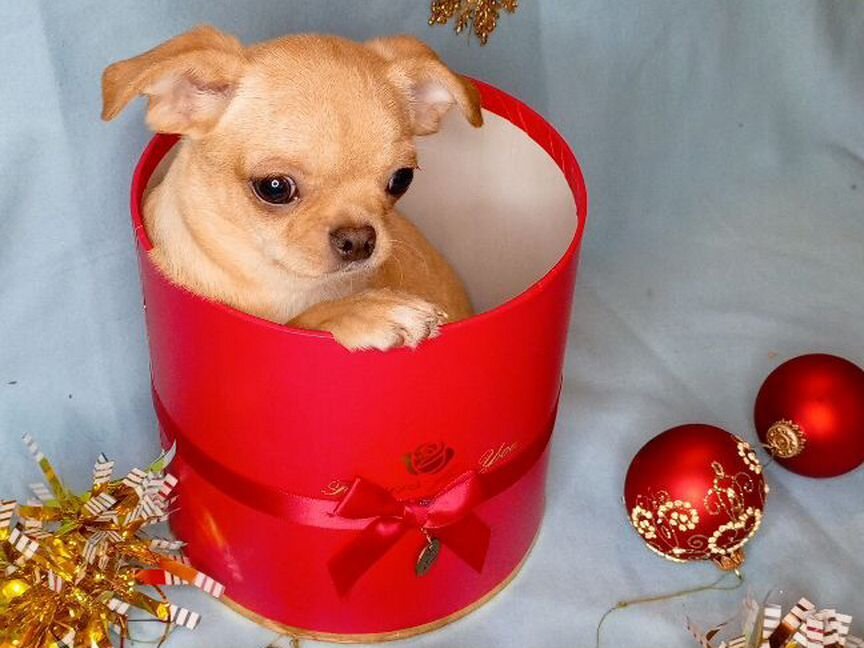 Мальчик и девочки палевого окраса