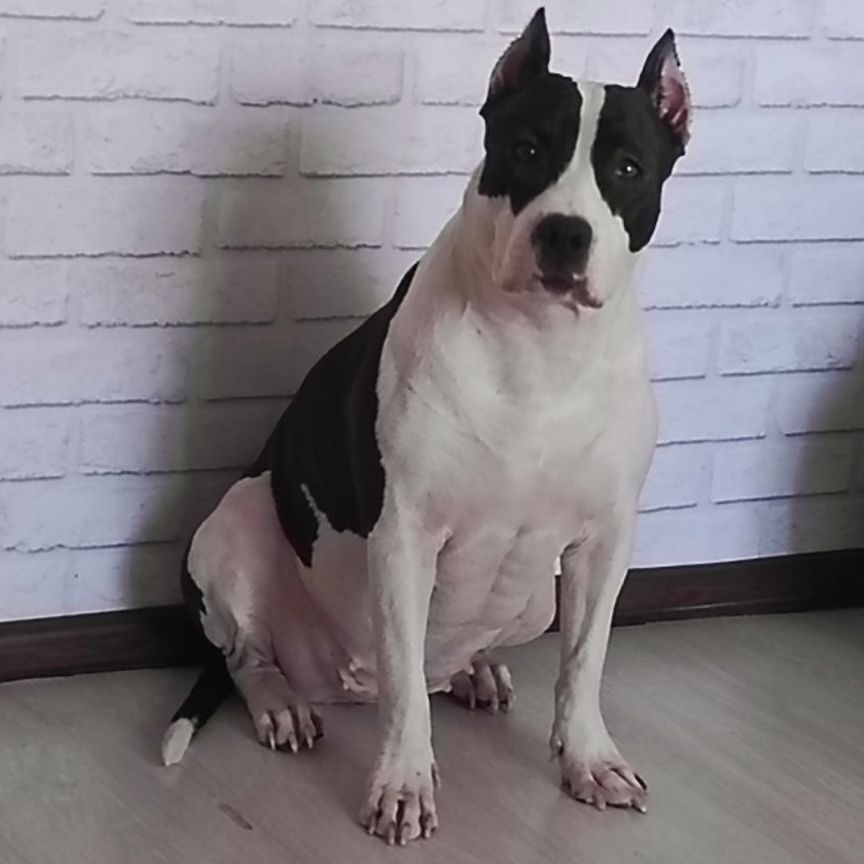 Американский питбультерьер, взрослая собака